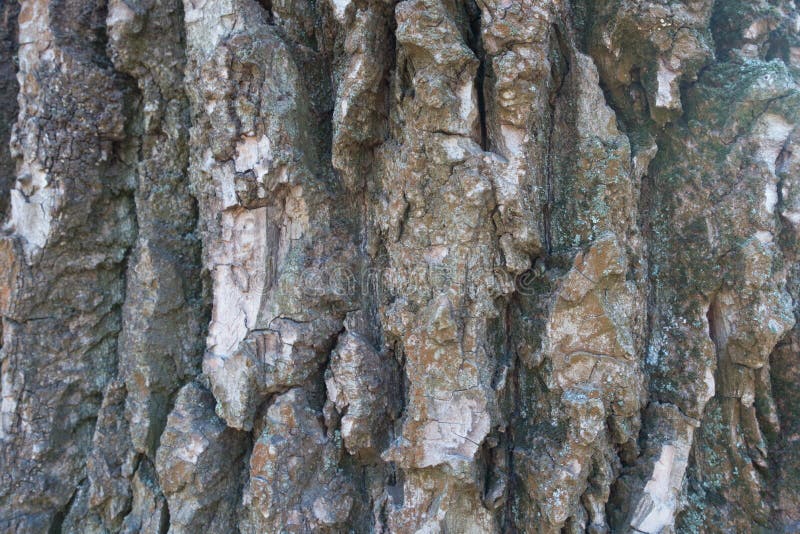 Close Shot of Bark of Black Poplar Stock Image - Image of rough, forest ...
