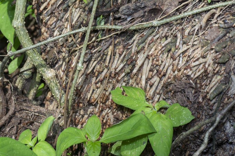 Texture of the Rooty Out of the Trunk Stock Photo - Image of bark ...