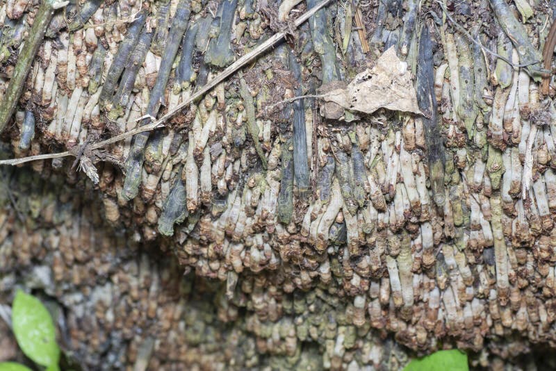 Texture of the Rooty Out of the Trunk Stock Image - Image of brown ...