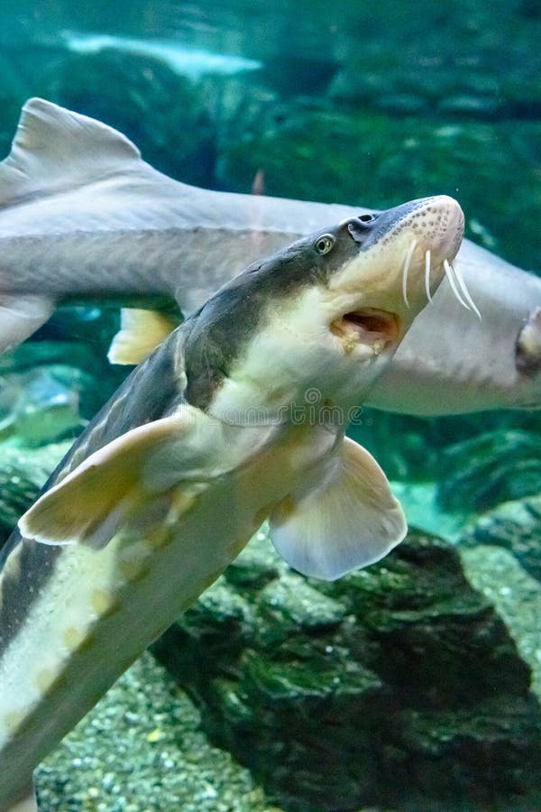Close Shot of Beluga Sturgeon Fish. Stock Photo - Image of caviar ...
