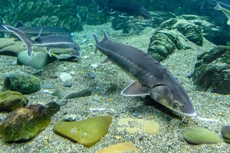 382 Wild Beluga Sturgeon Stock Photos - Free & Royalty-Free Stock ...