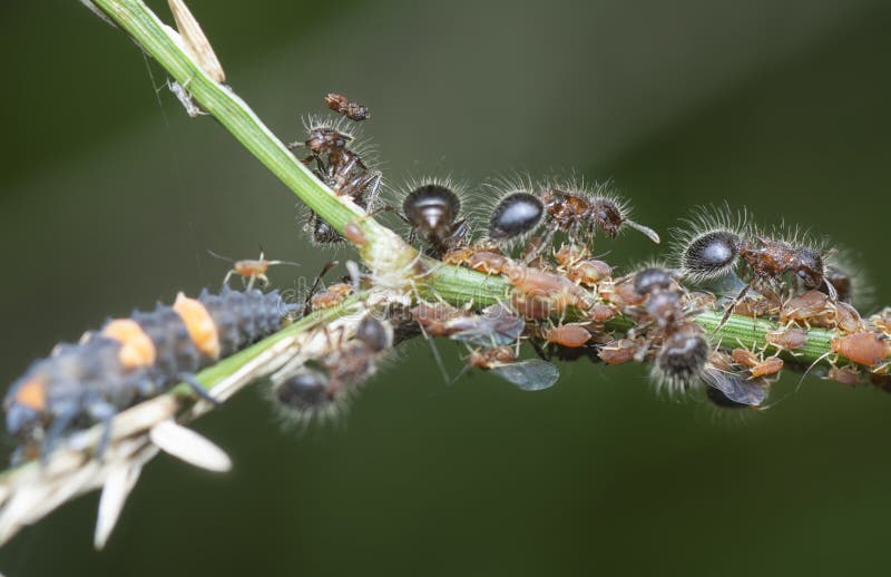 Close Shot of Bicolored Shield Ants. Stock Image - Image of little ...