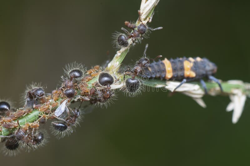 Close Shot of Bicolored Shield Ants. Stock Image - Image of entomology ...