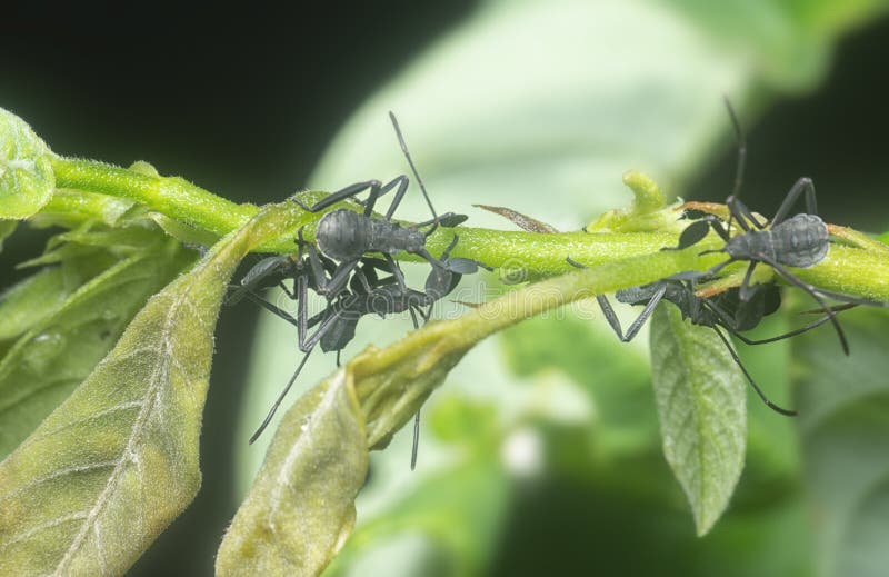 Close Shot of the Black Leaf Footed Nymphs Stock Image - Image of fauna ...