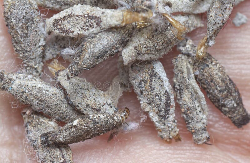 Close Shot of the Bundle of Plaster Bagworm Nestle. Stock Photo - Image ...