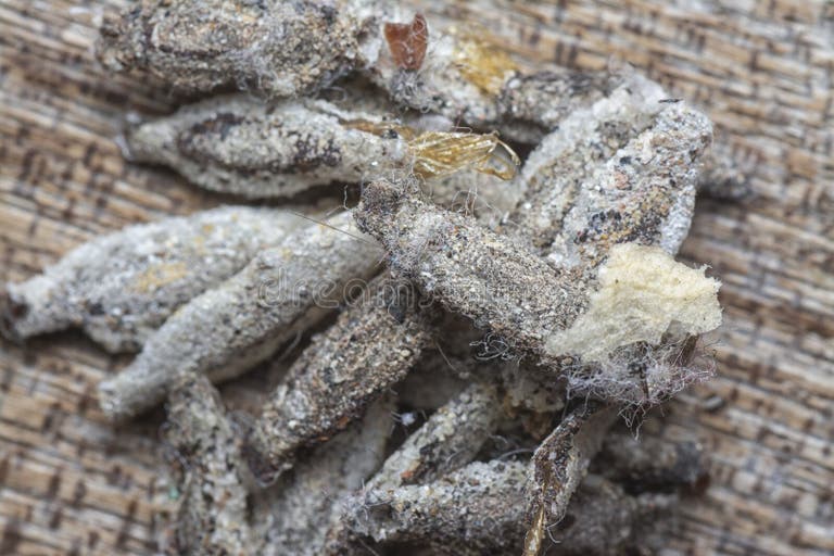 Close Shot of the Bundle of Plaster Bagworm Nestle. Stock Photo - Image ...