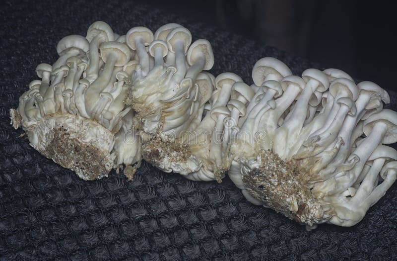 Close Shot of the Cluster Clamshell Mushrooms. Stock Image - Image of ...