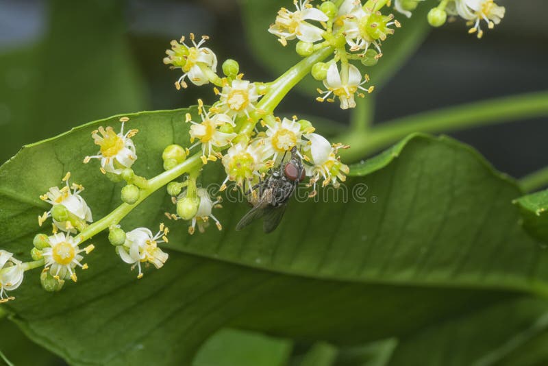 Close Shot of the Cluster Fly Resting on the Ambarella Flower Stem ...