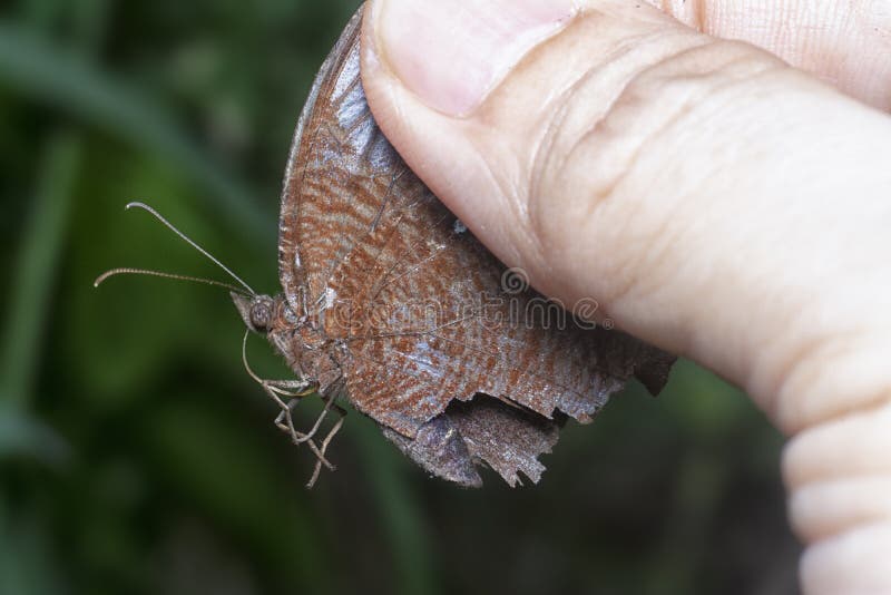 Close Shot of the Common Palmfly Butterfly. Stock Image - Image of ...