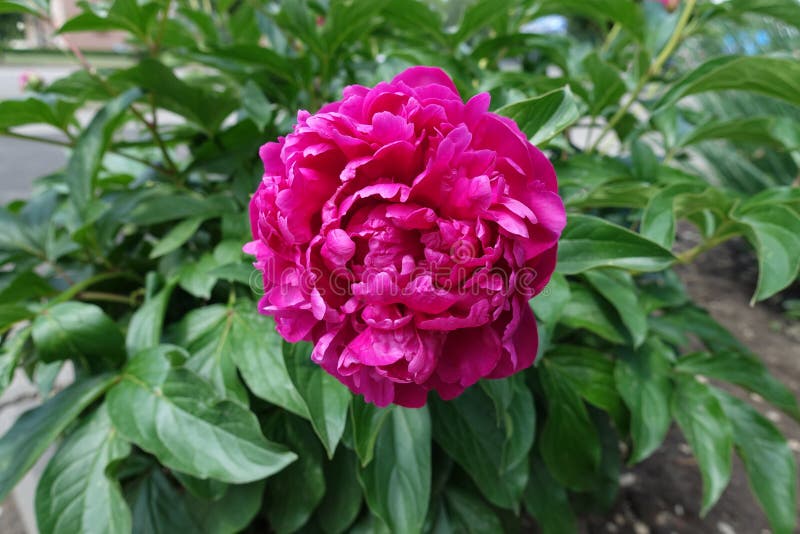 Close Shot of Deep Pink Flower of Peony Stock Image - Image of pink ...
