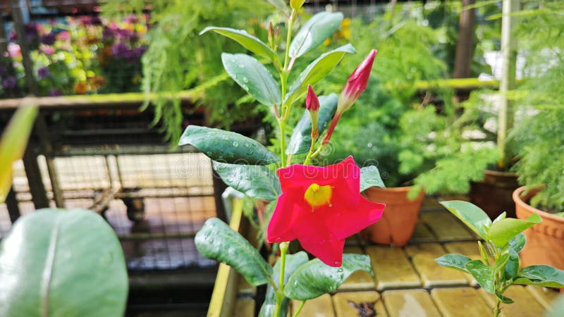 Close Shot Dipladenia Flower Pot Stock Photos - Free & Royalty-Free ...