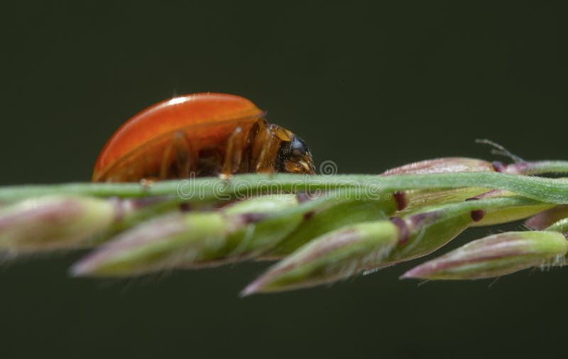 Close Shot of the Discolored Micraspis Lady Beetle Stock Photo - Image ...
