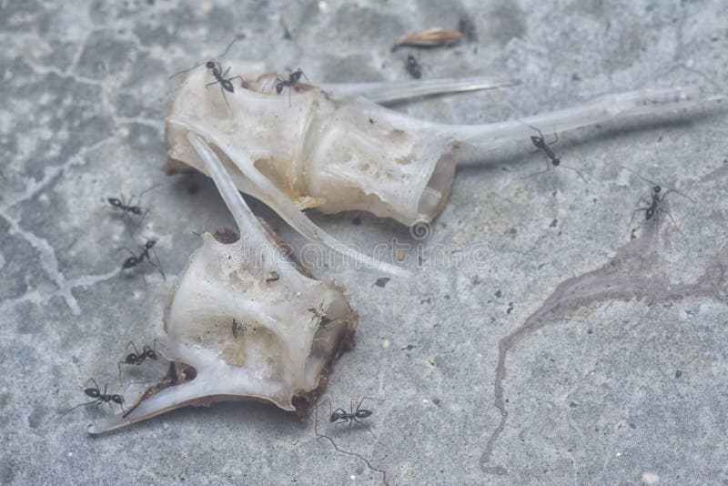 Close Shot of the Dried Fish Bones Stock Image - Image of food, cement ...
