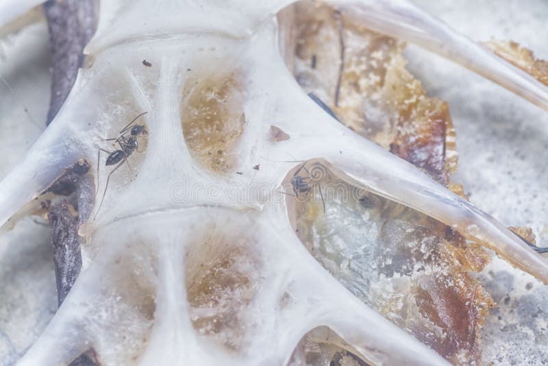 Close Shot Fish Bones Stock Photos - Free & Royalty-Free Stock Photos ...