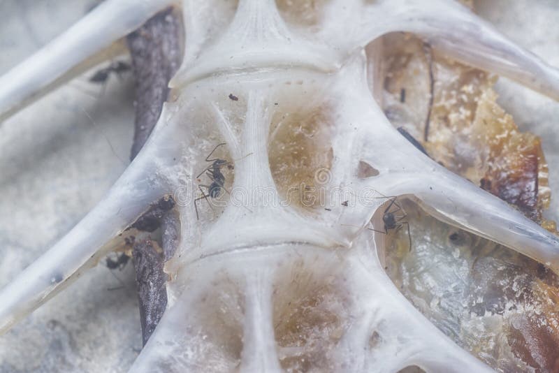 Close Shot of the Dried Fish Bones Stock Image - Image of black ...