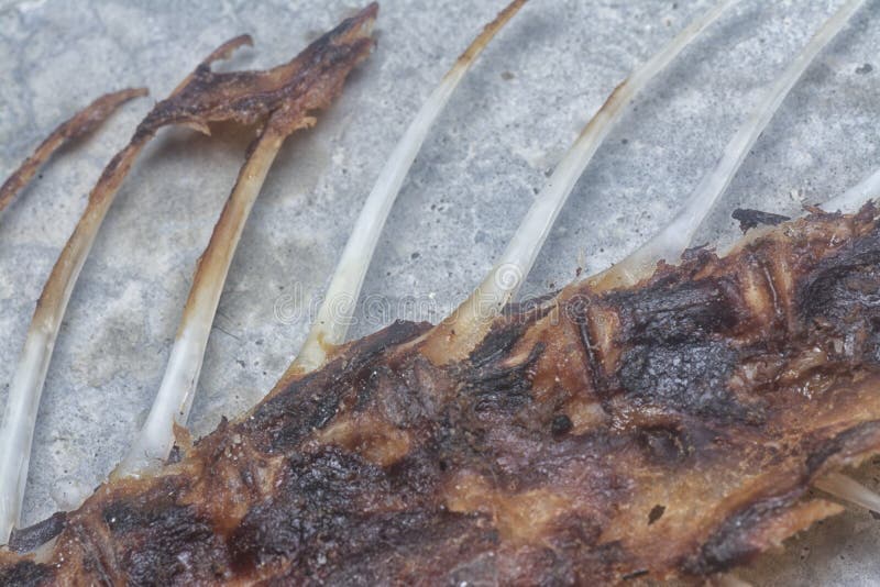 Fishbone Floor Stock Photos - Free & Royalty-Free Stock Photos from ...