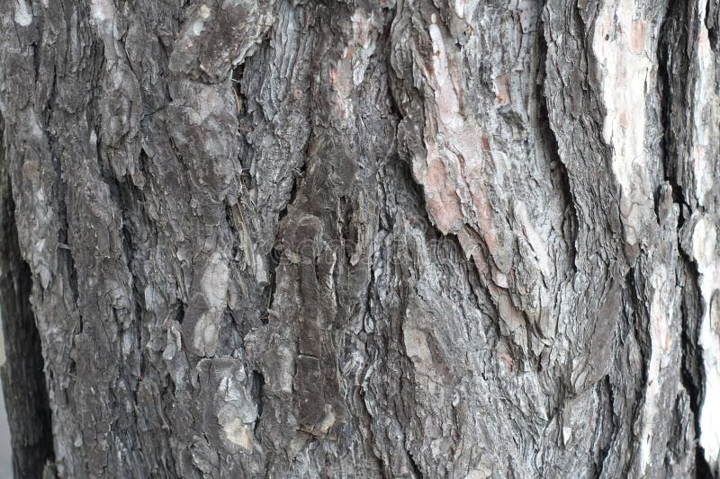 Close Shot of Dry Gray Bark of Pine Tree Stock Photo - Image of uneven ...