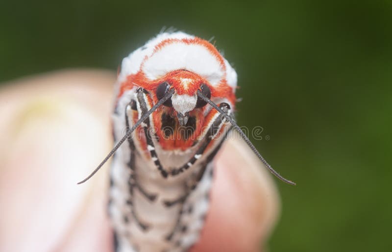 Close Shot of the Genus Cyana Moth Stock Photo - Image of moth, perch ...