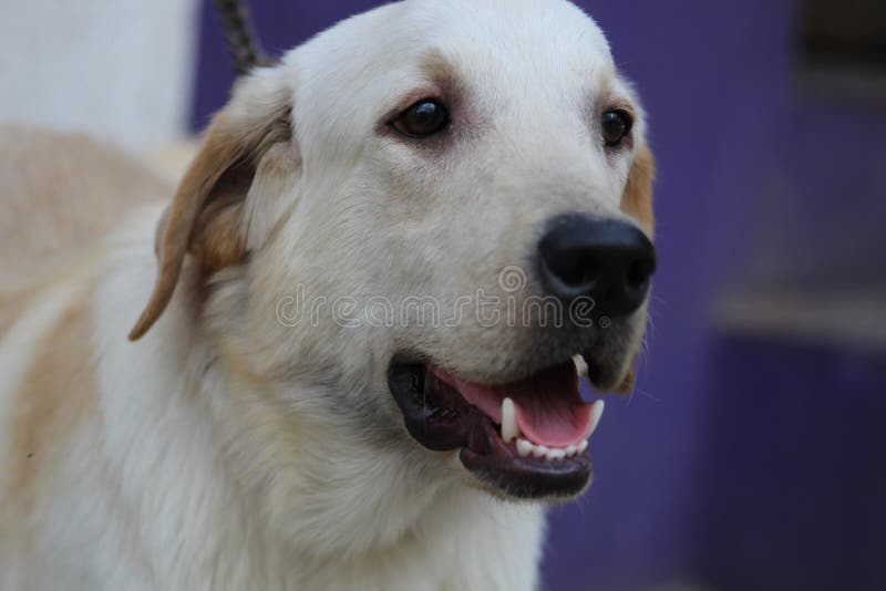 Close Shot of Gold Labrador Retriever Stock Image - Image of labrador ...