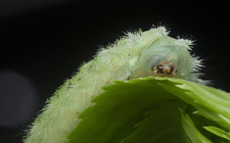Close Shot of the Green-crowned Slug Moth Caterpillar Stock Photo ...