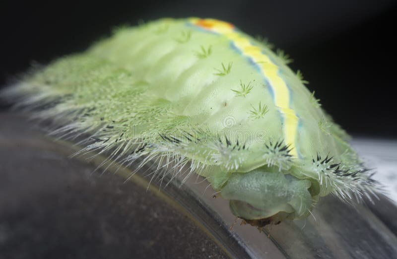 Close Shot of the Green-crowned Slug Moth Caterpillar Stock Image ...
