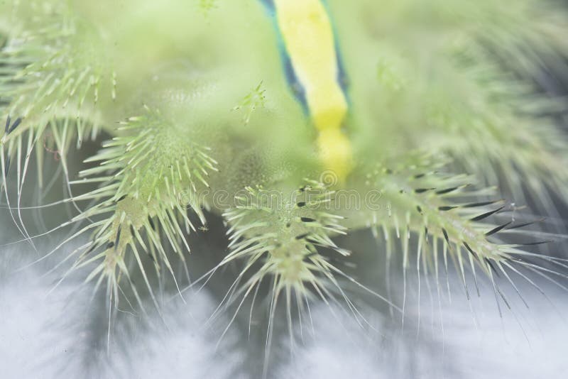 Close Shot of the Green-crowned Slug Moth Caterpillar Stock Image ...