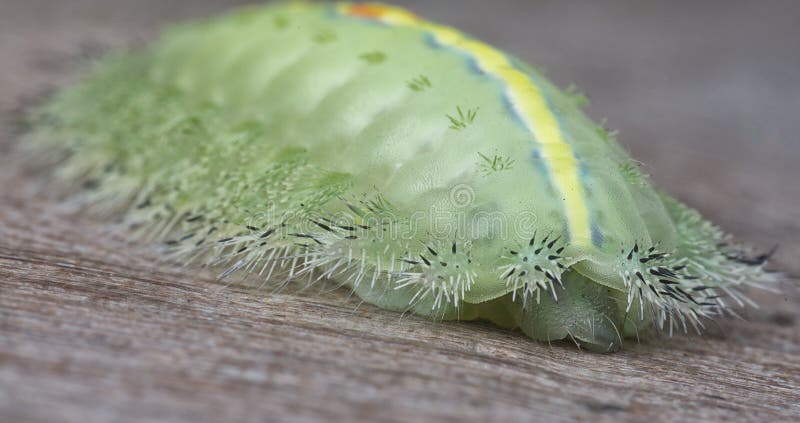 Close Shot of the Green-crowned Slug Moth Caterpillar Stock Image ...