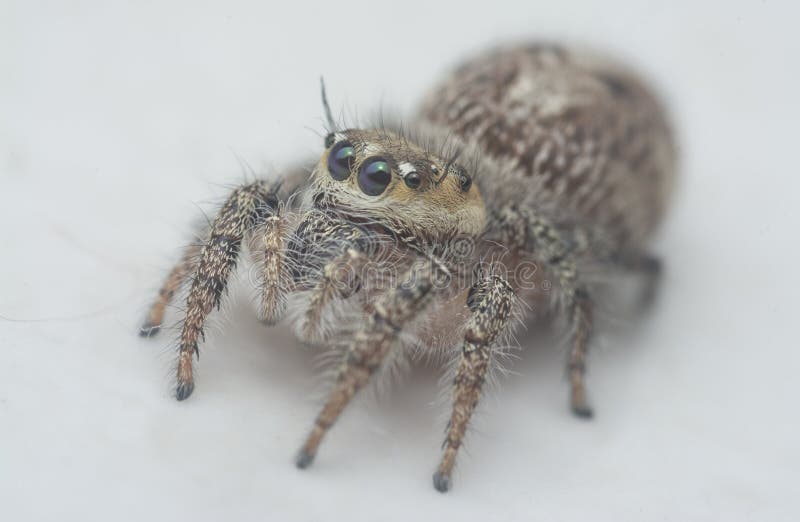 Close Shot of the Hairy Salticidae Spider. Stock Photo - Image of cute ...