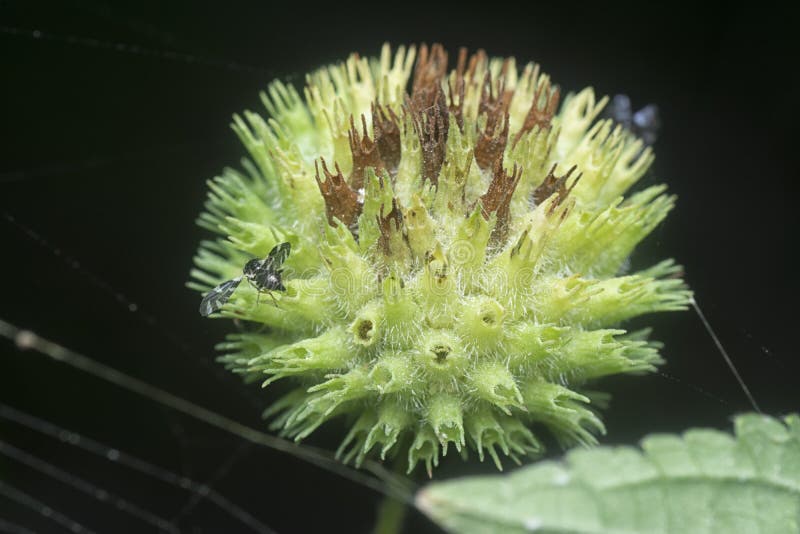 Close Shot of the Hyptis Capitata Weed. Stock Image - Image of botany ...