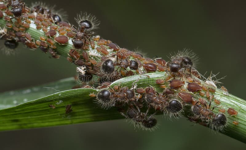 Close Up of the Bicolored Shield Ants Feeding on the Aphids Larvae ...