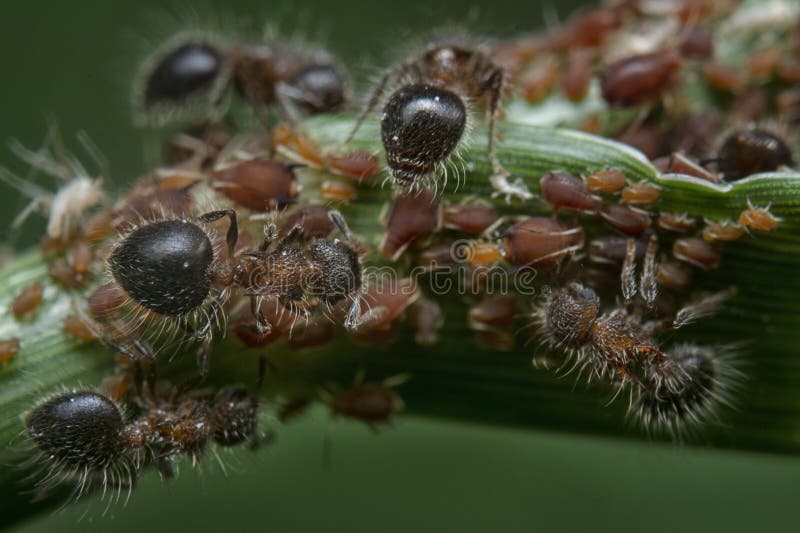 Close Up of the Bicolored Shield Ants Feeding on the Aphids Larvae ...