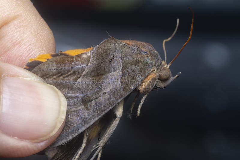 Close Shot of the Brown Fruit-Piercing Moth Stock Image - Image of head ...