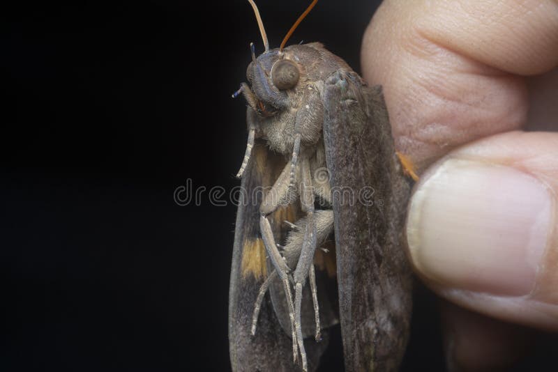 Close Shot of the Brown Fruit-Piercing Moth Stock Photo - Image of ...