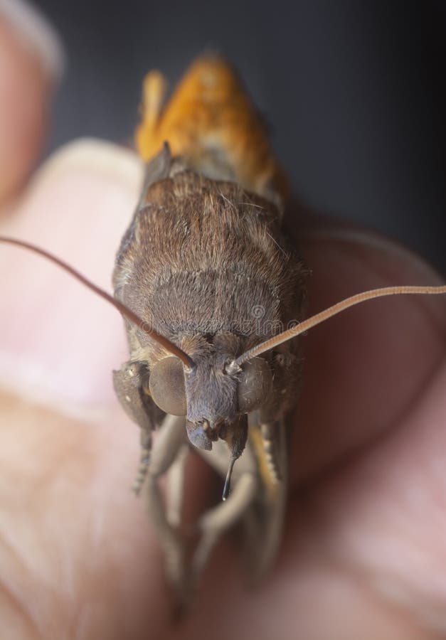 Close Shot of the Brown Fruit-Piercing Moth Stock Image - Image of ...