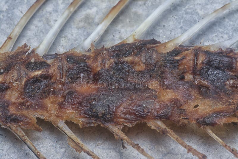 Close Shot of the Dried Fish Bones Stock Photo - Image of banner, floor ...