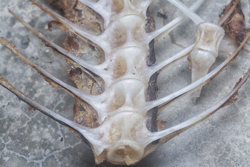 Close Shot of the Dried Fish Bones Stock Image - Image of cement ...
