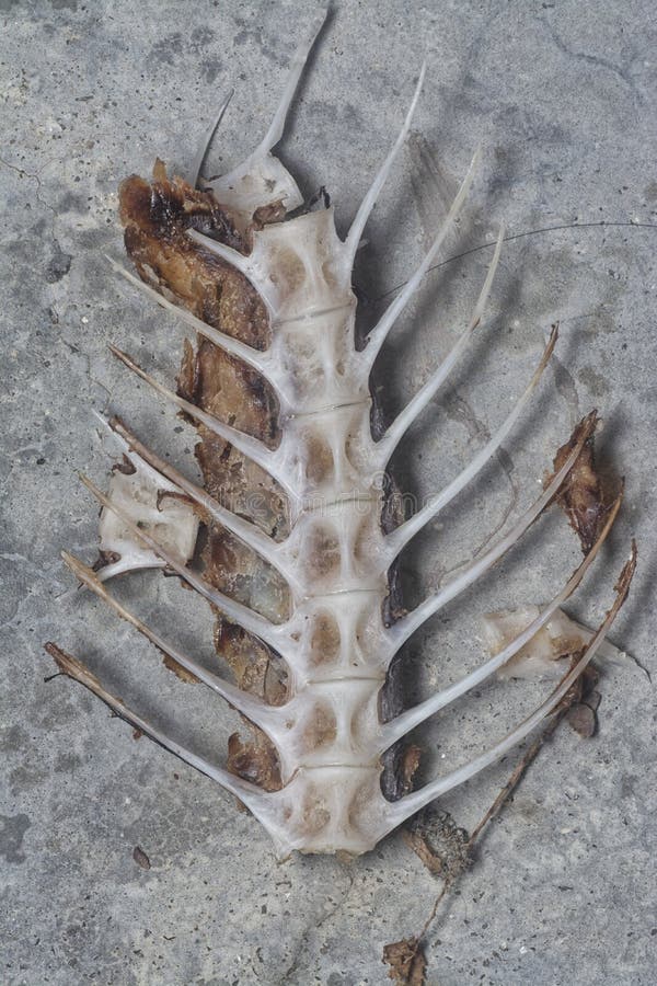 Close Shot of the Dried Fish Bones Stock Image - Image of nature, bony ...