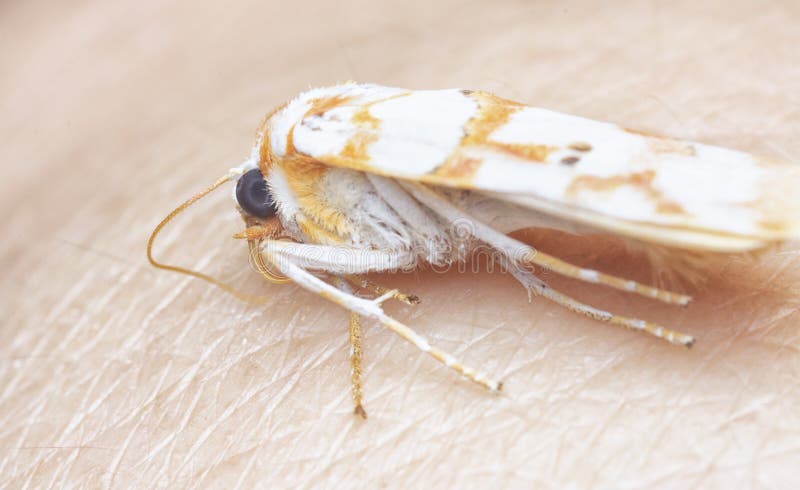 Close Shot of the Genus Cyana Moth Stock Image - Image of cyana, moth ...