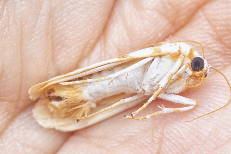 Close Shot of the Genus Cyana Moth Stock Image - Image of macro ...