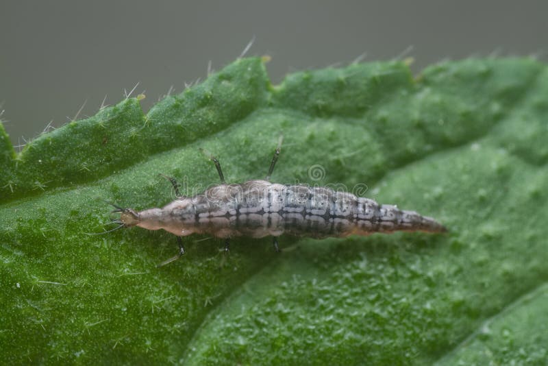 Close Shot of the Lacewing Larva Stock Image - Image of chrysoperla ...