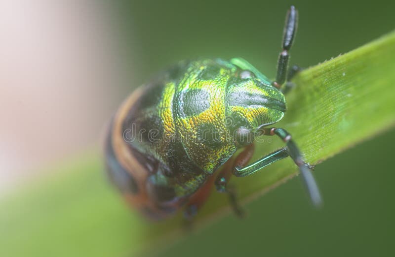 Close Shot of the Lychee Shield Bug Stock Photo - Image of insecta ...
