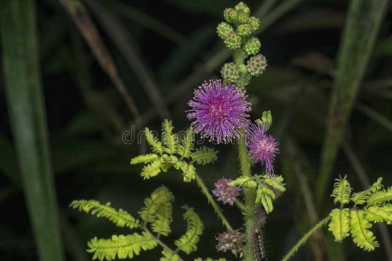 Close Shot of Mimosa Invisa Giant Sensitive Plant Stock Photo - Image ...