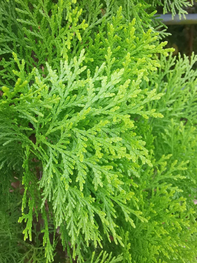 Close Shot Patterns of Platycladus Orientalis Leaves. Stock Image ...