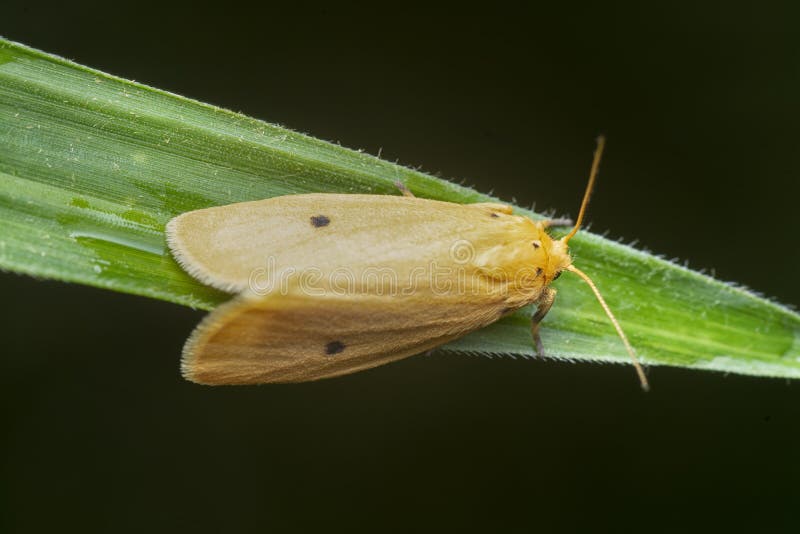 Close Shot of the Rice Yellow Stem Borer Moth Stock Photo - Image of ...
