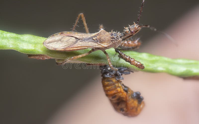 Close Shot of the Sinea Assassin Bug. Stock Photo - Image of creature ...