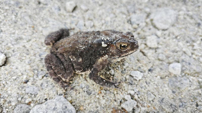 Close Shot of the Single Wild Black Toad. Stock Image - Image of head ...