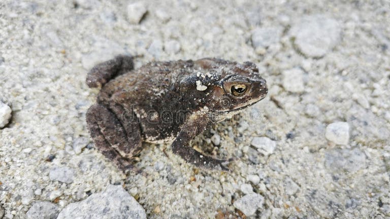 Close Shot of the Single Wild Black Toad. Stock Image - Image of head ...