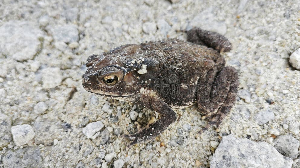 Close Shot of the Single Wild Black Toad. Stock Photo - Image of ...