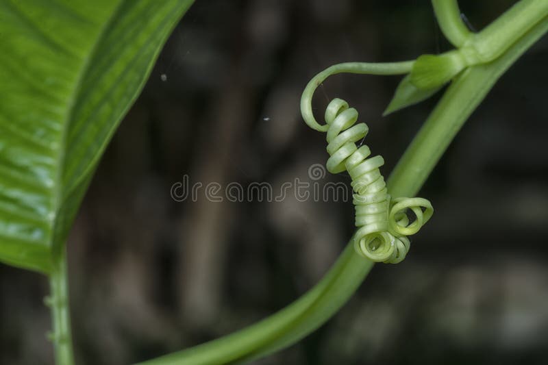 Close Shot of the Green Creeping Tendril. Stock Image - Image of frame ...