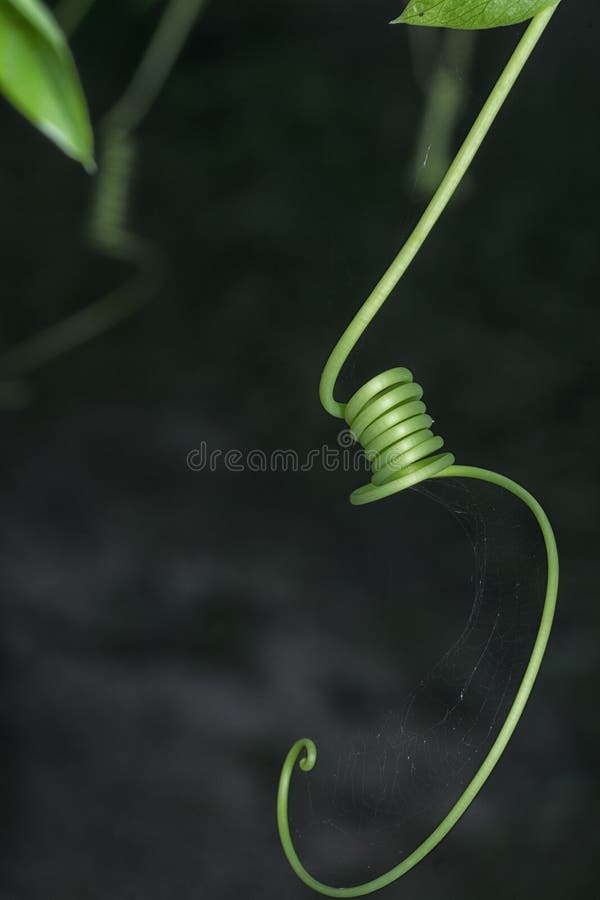 Close Shot of the Green Creeping Tendril. Stock Image - Image of ...